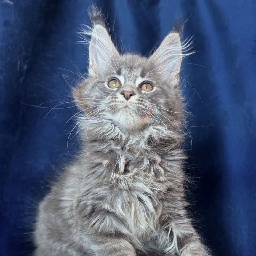 Котик мейнкун