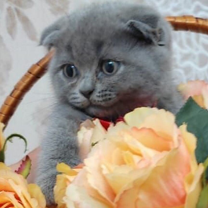 Шотландский вислоухий короткошёрстный котёнок