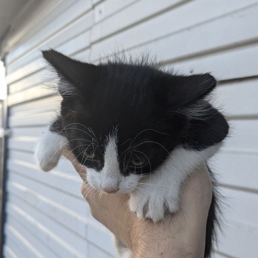 Отдам котят, 4 шт