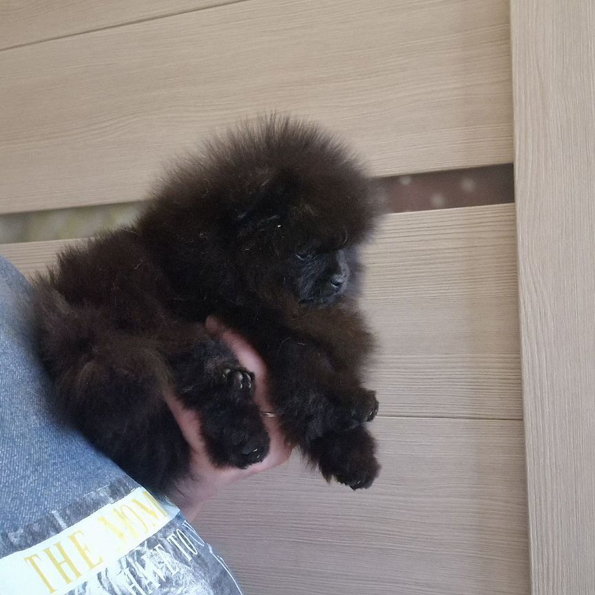 Черная жемчужина, шпиц мини, девочка