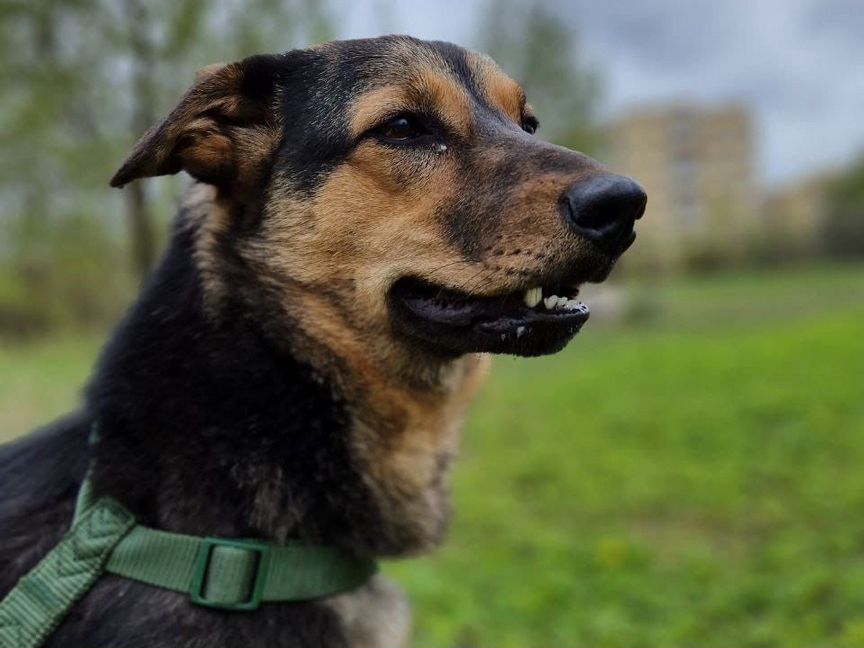 Малышка Плюша ищет дом