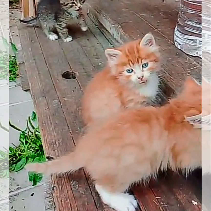 Котята