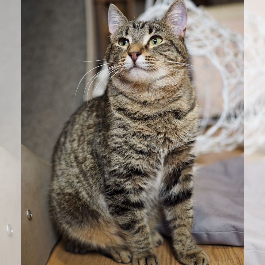 Взрослая, кошка в добрые руки