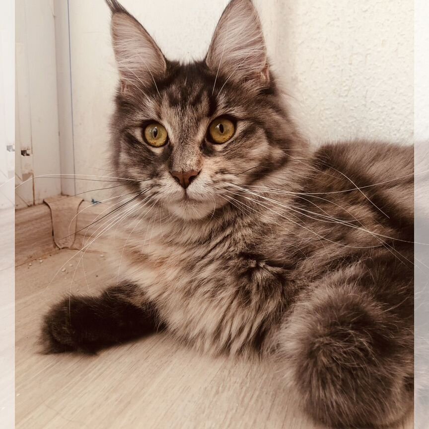 Котята мейн-кун кошка
