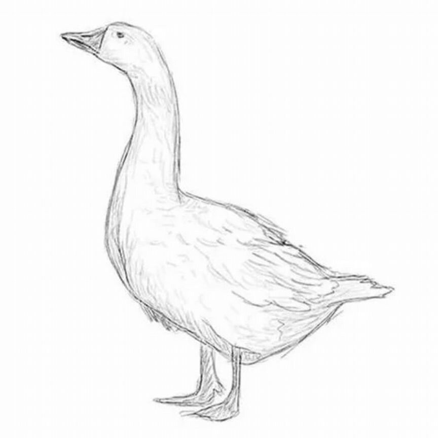 Гуси простые