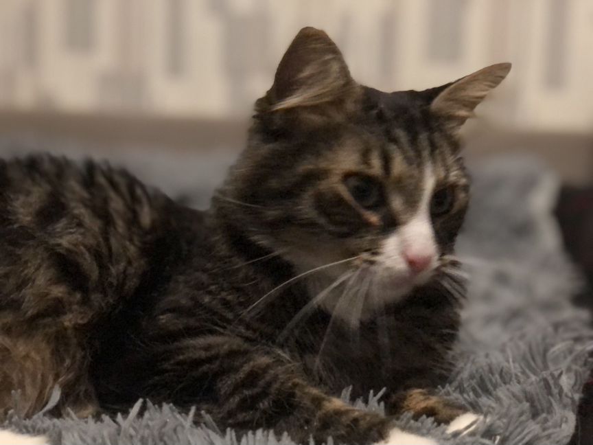 Курильский бобтейл