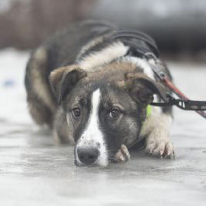 Щенок Зефир ищет дом