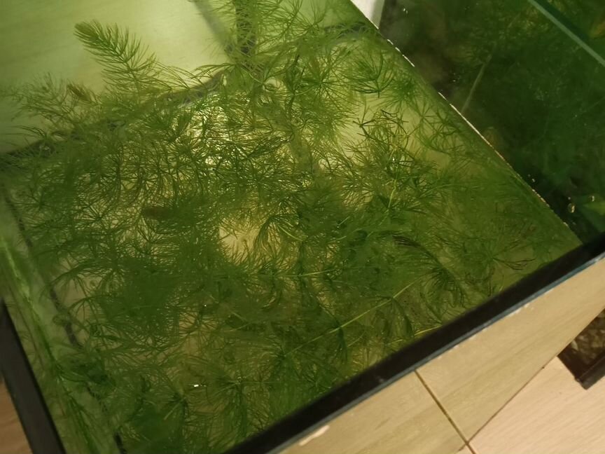 Водоросли для аквариума