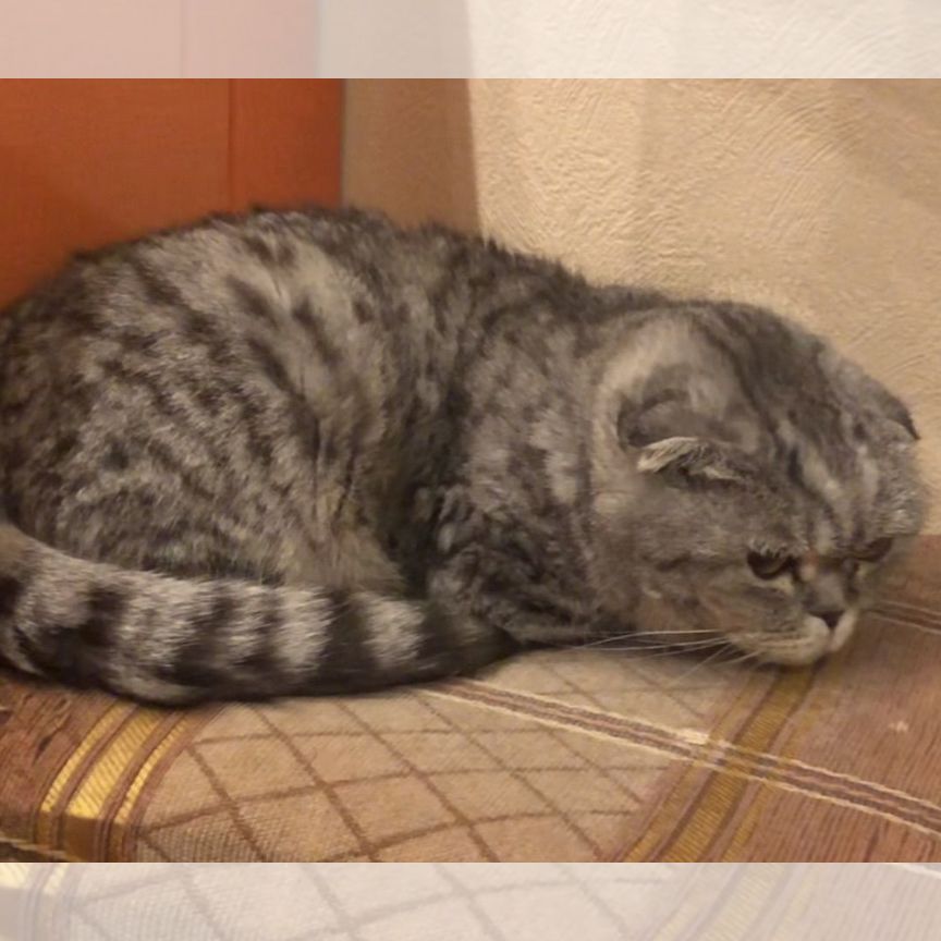 Кошки в добрые руки породистые бесплатно
