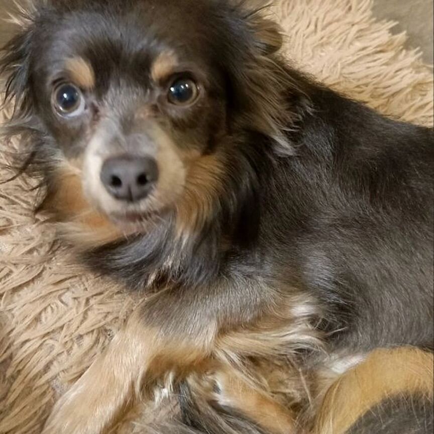 Продам собачку чихуахуа, мальчик