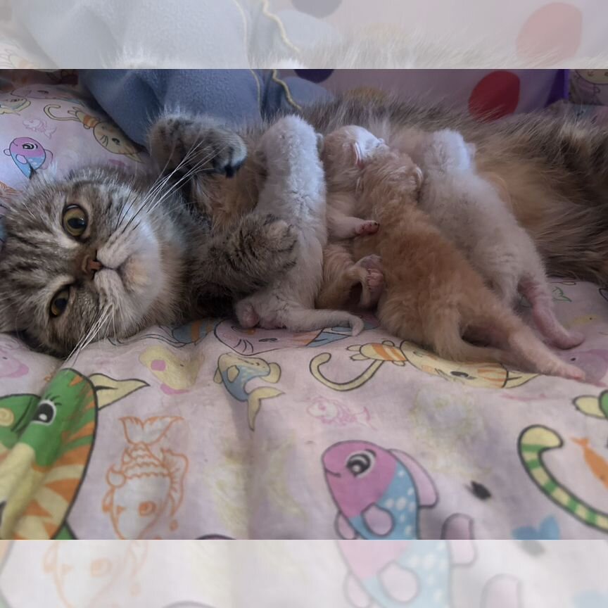 Шотландские котята