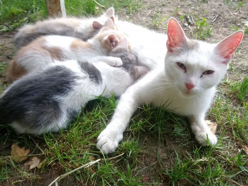 Котята в хорошие руки
