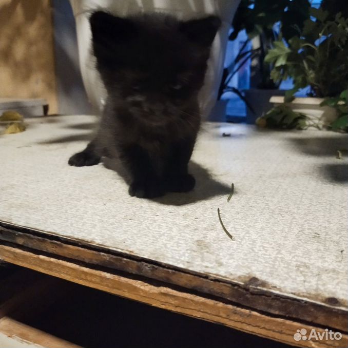 Отдам котят в дар. Четверо пацанов. Всего месяц