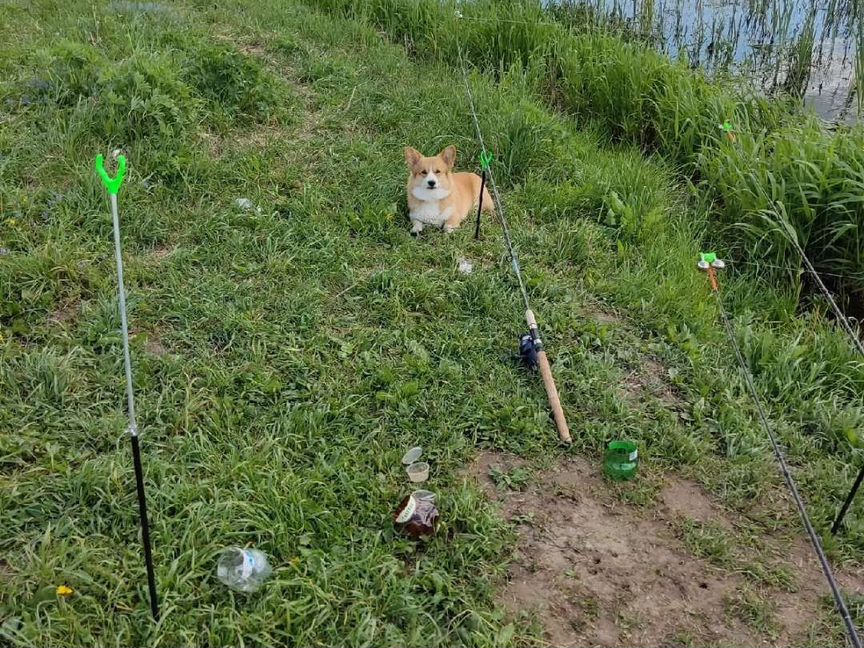 Щенки коржики