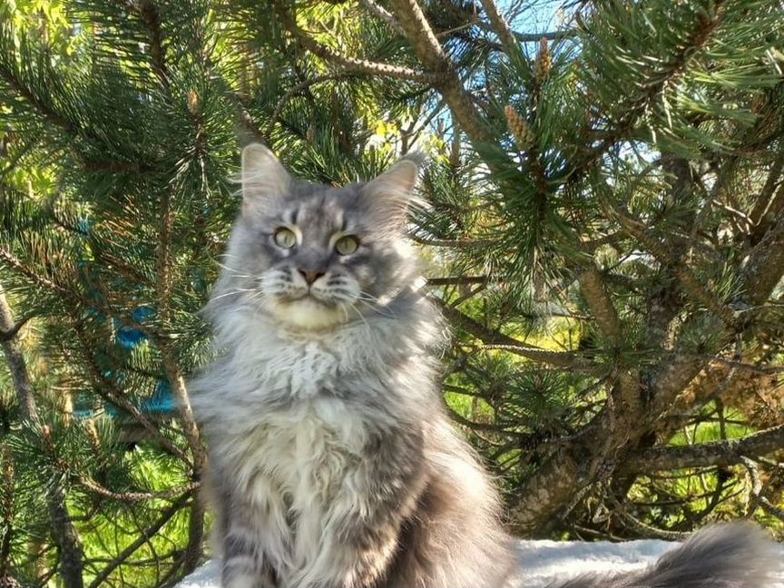 Котик бесплатно