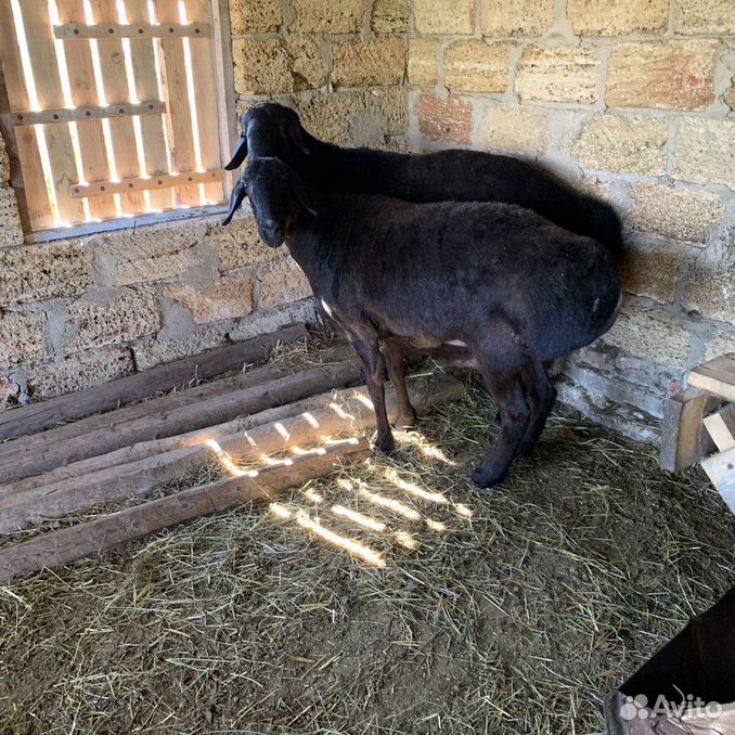 Гисарские баран овца