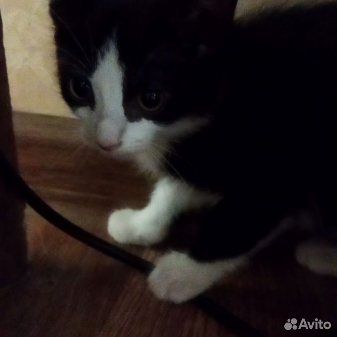 Отдадим маленькую кошечку в хорошие руки
