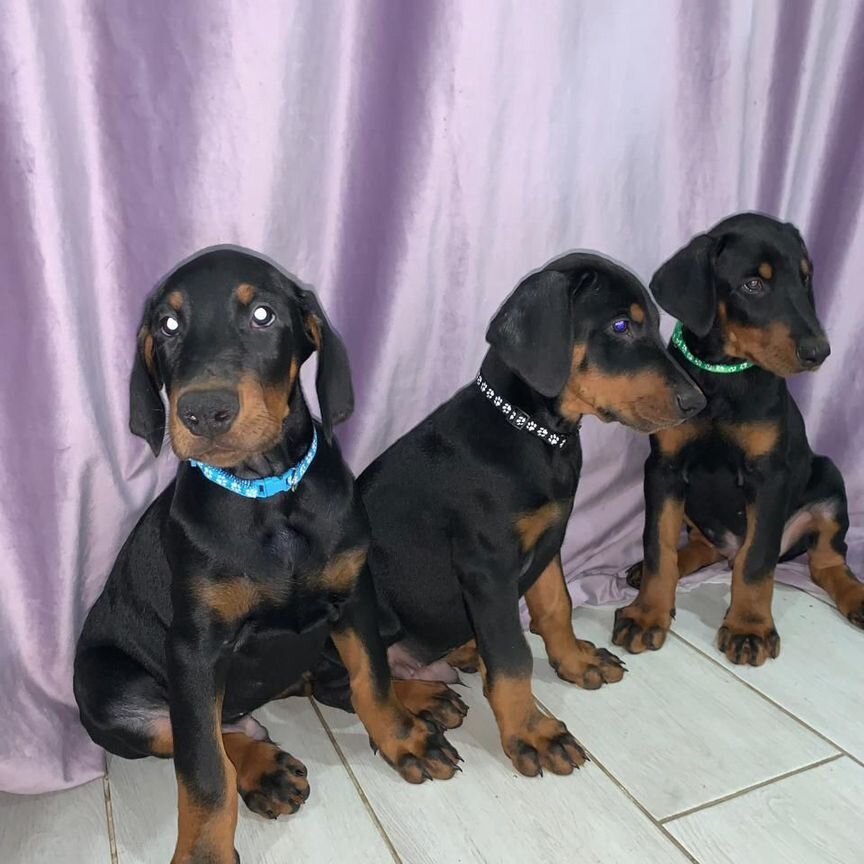 Доберманчики