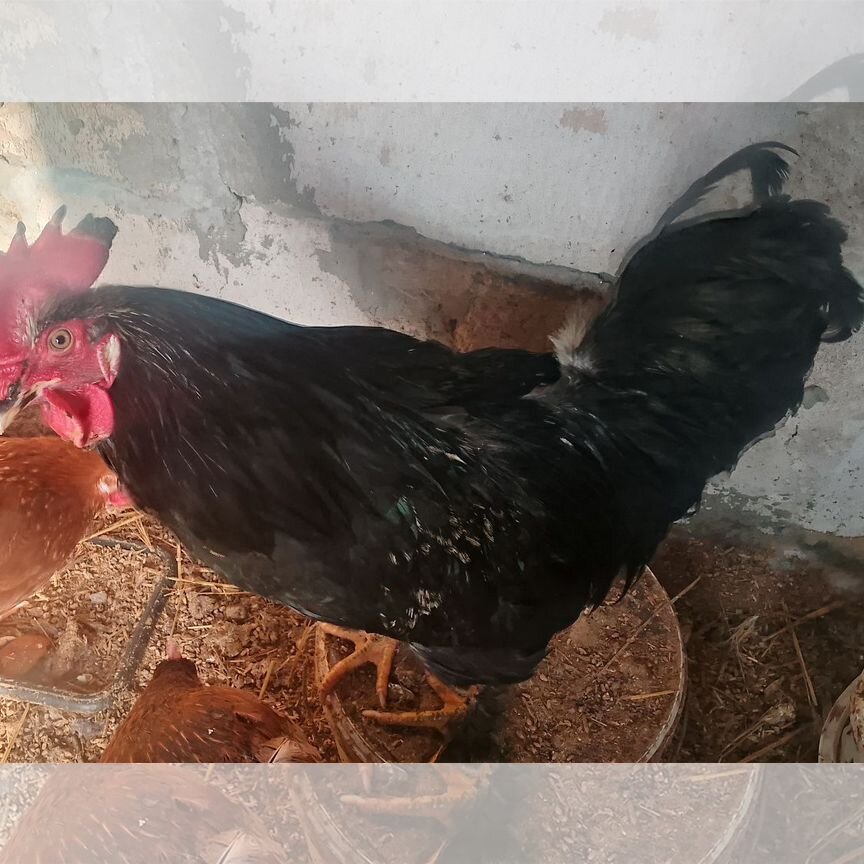 Молодые петухи