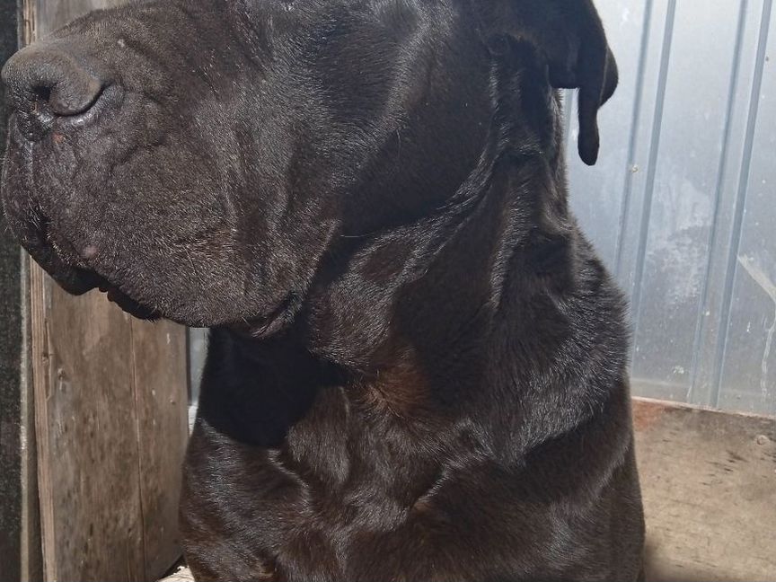 Кане корсо в добрые руки