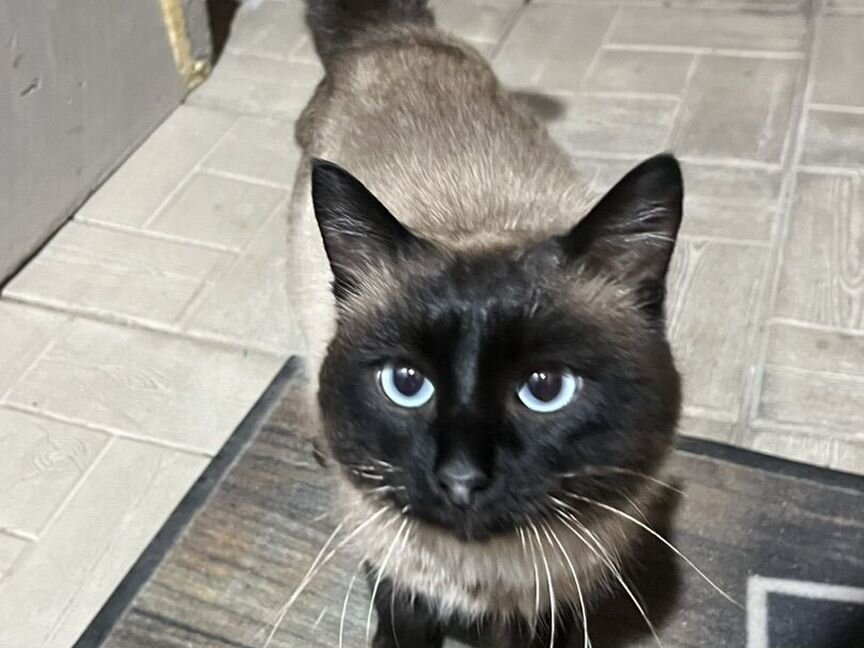 Кот потеряшка с Миловка