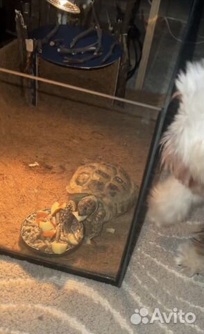 Черепаха сухопутная с террариумом