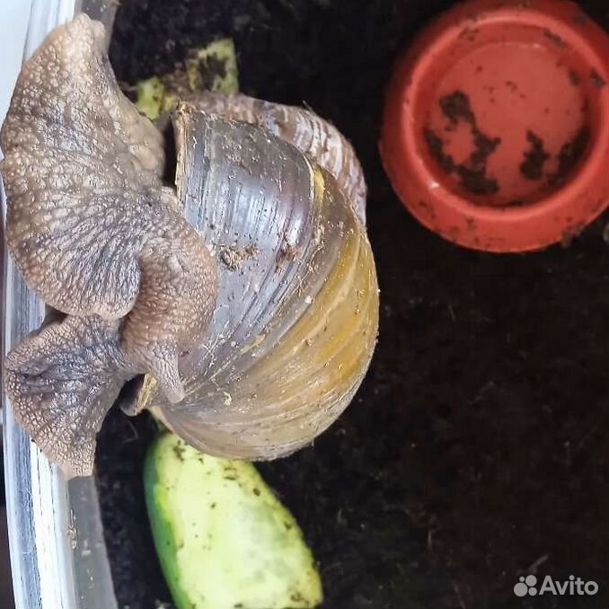 Улитка Ахитин