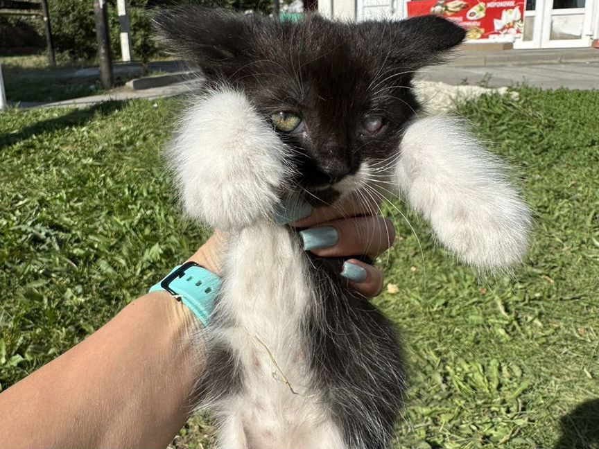 Котята в самые добрые руки