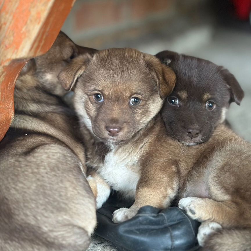 Щеночки бесплатно в добрые руки