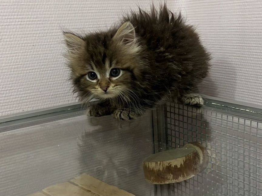 Сибирские котята девочки и мальчики