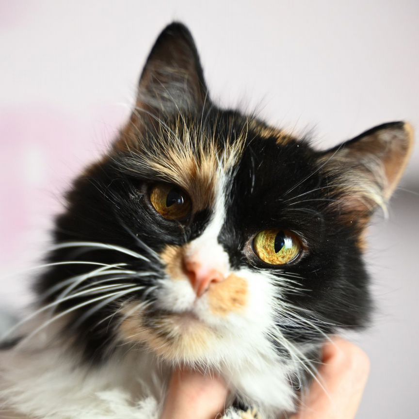 Старушка Тася (из приюта)