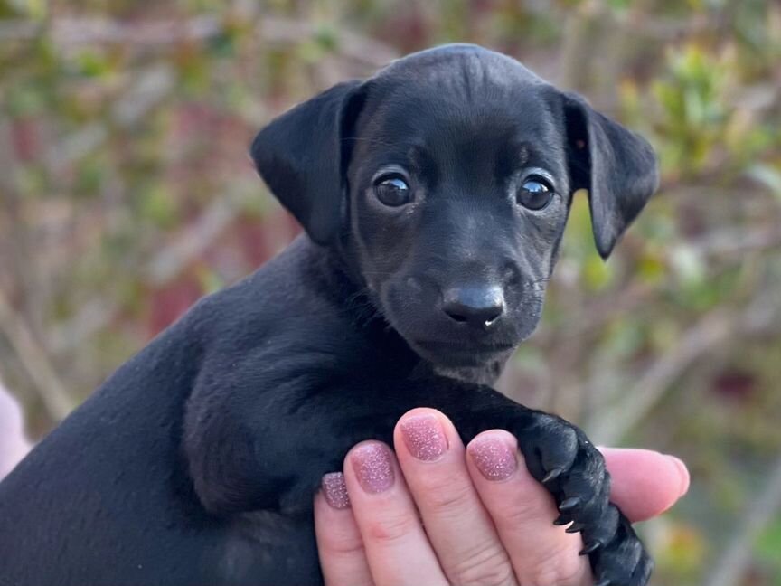 Левретка щенок