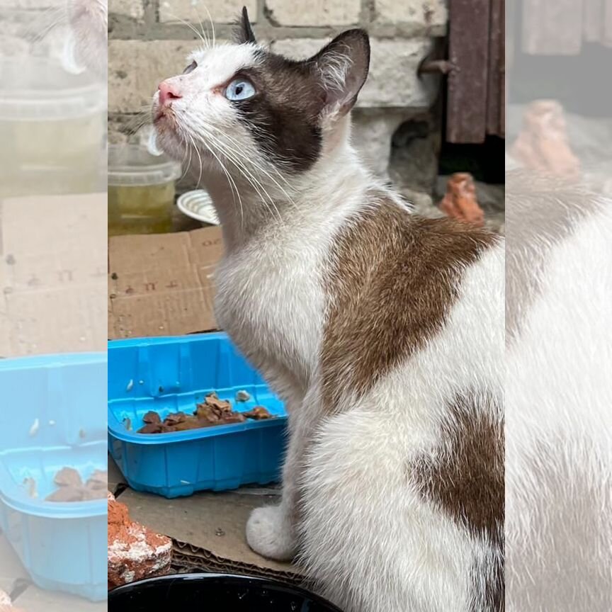 Наичудеснейший кот