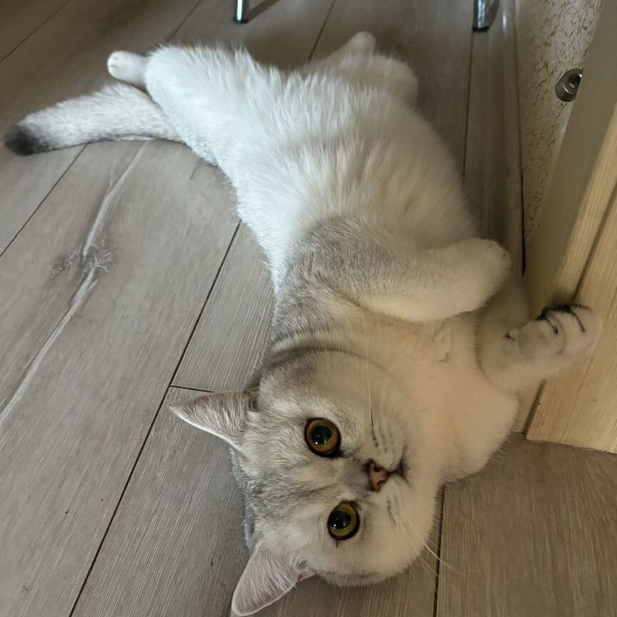 Шотландский кот отдам в добрые руки