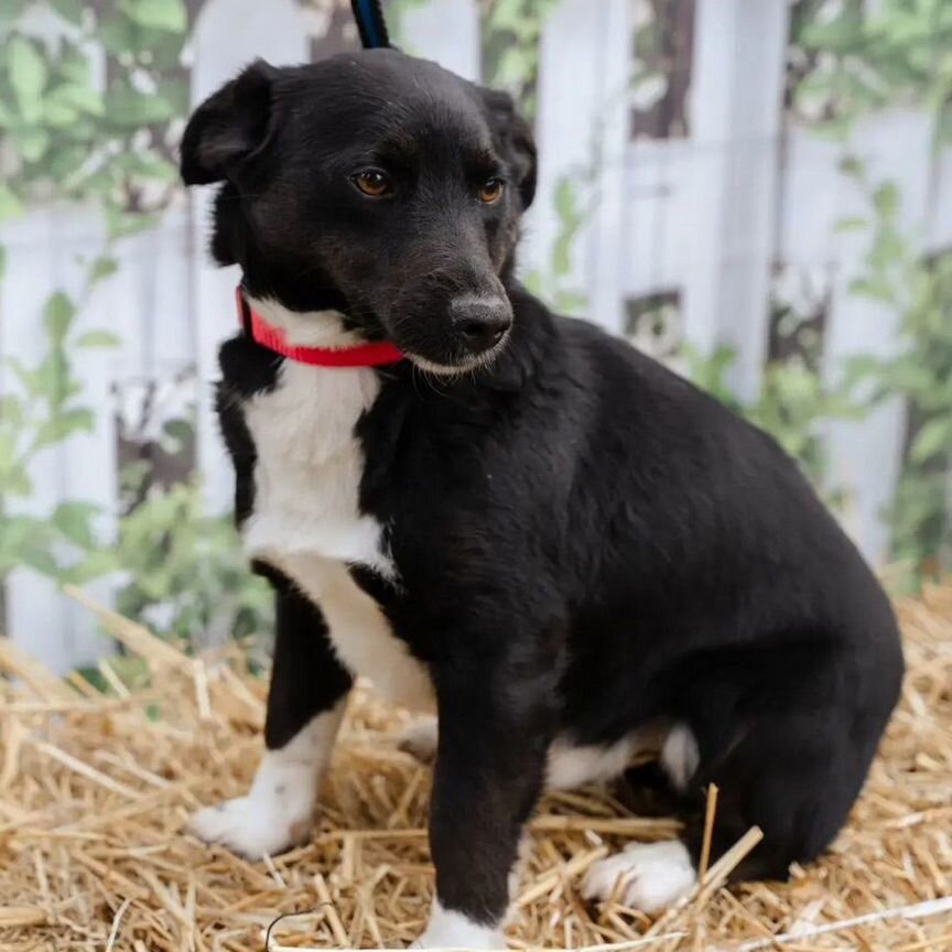 Взрослый пёс в добрые руки