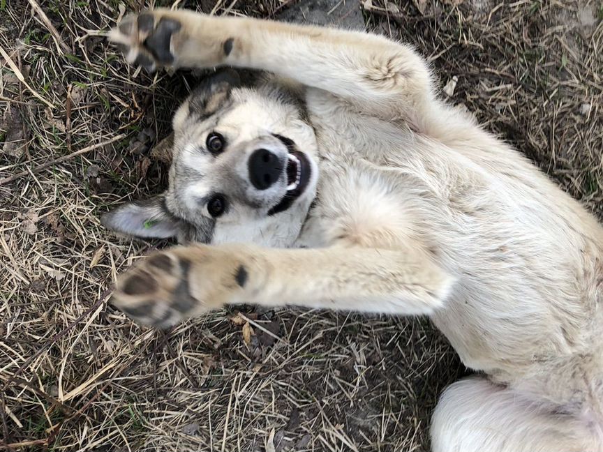 Малышка ищет хозяина