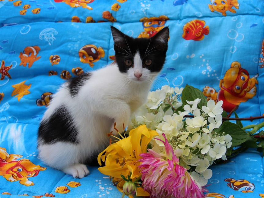 Малышка-Милашка