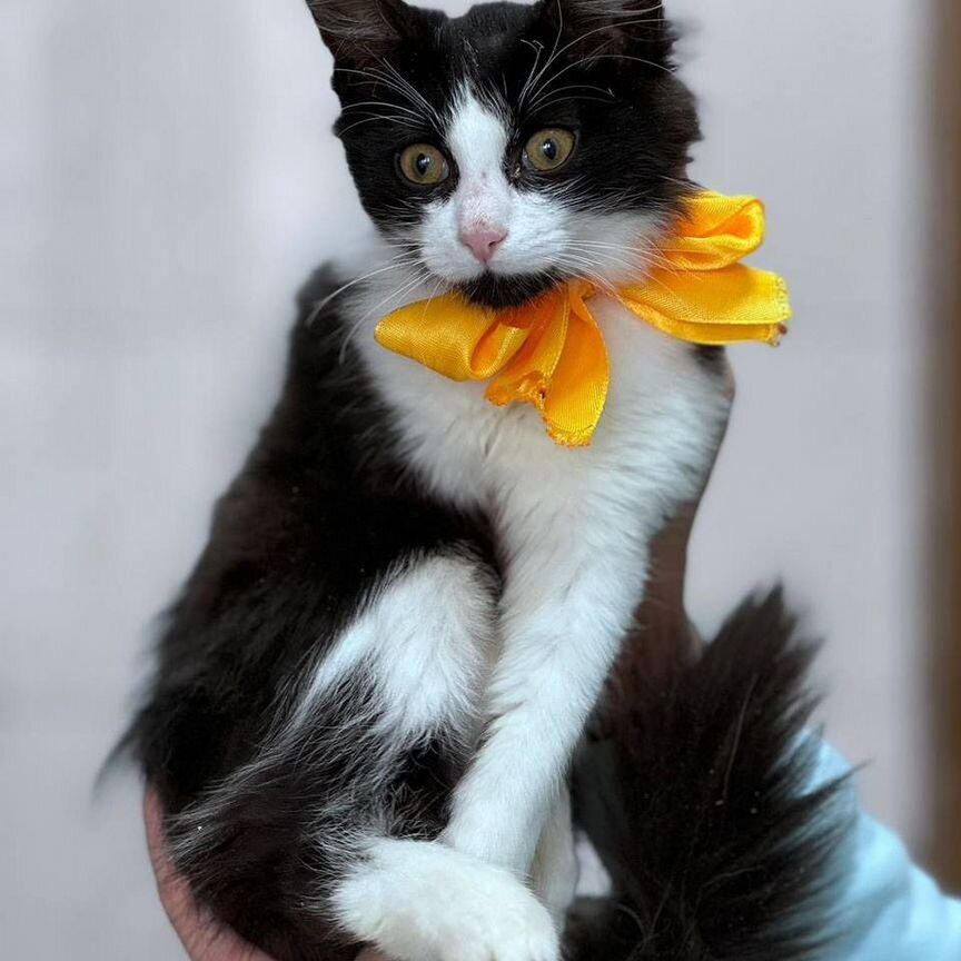 Котенок в семью