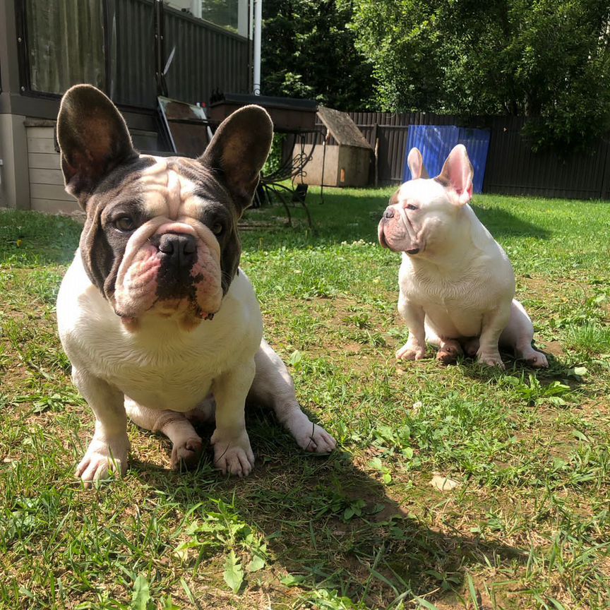 Французский бульдог