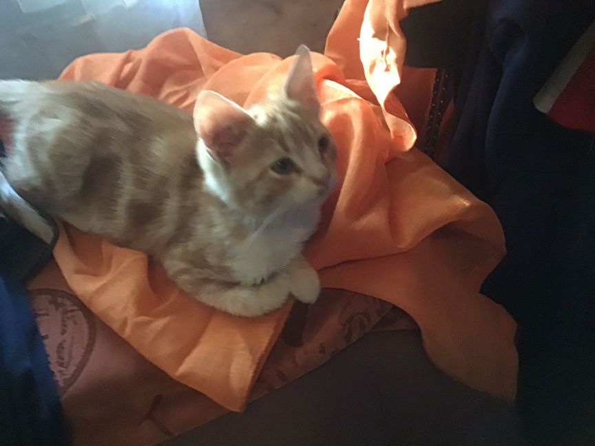 Котёнок—хочу к вам—я голодный и замёрз