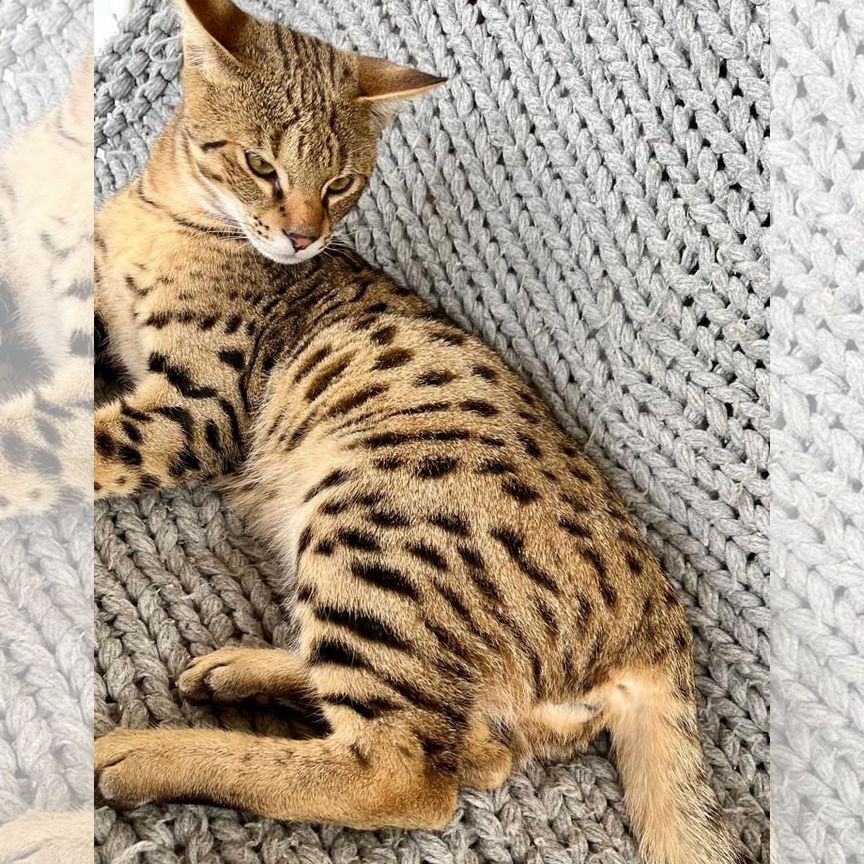 Savannah F2