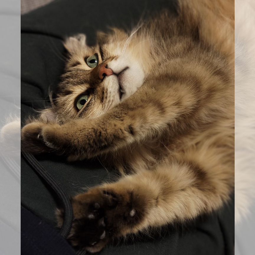 Взрослый кот в добрые руки