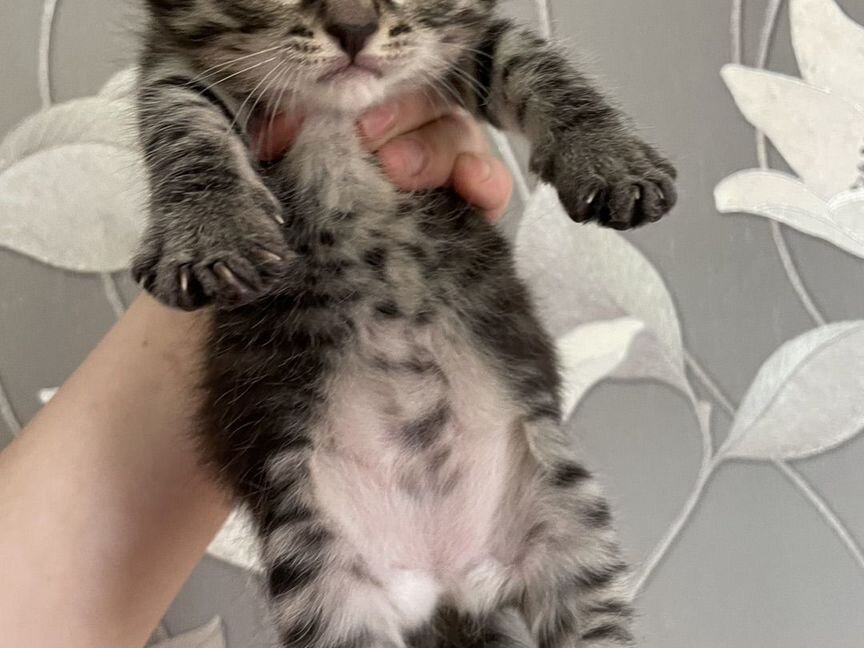 Котенок девочка в добрые руки