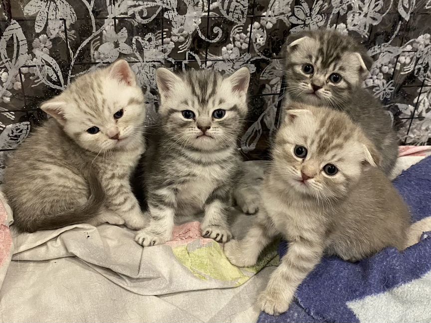 Шотландские котята