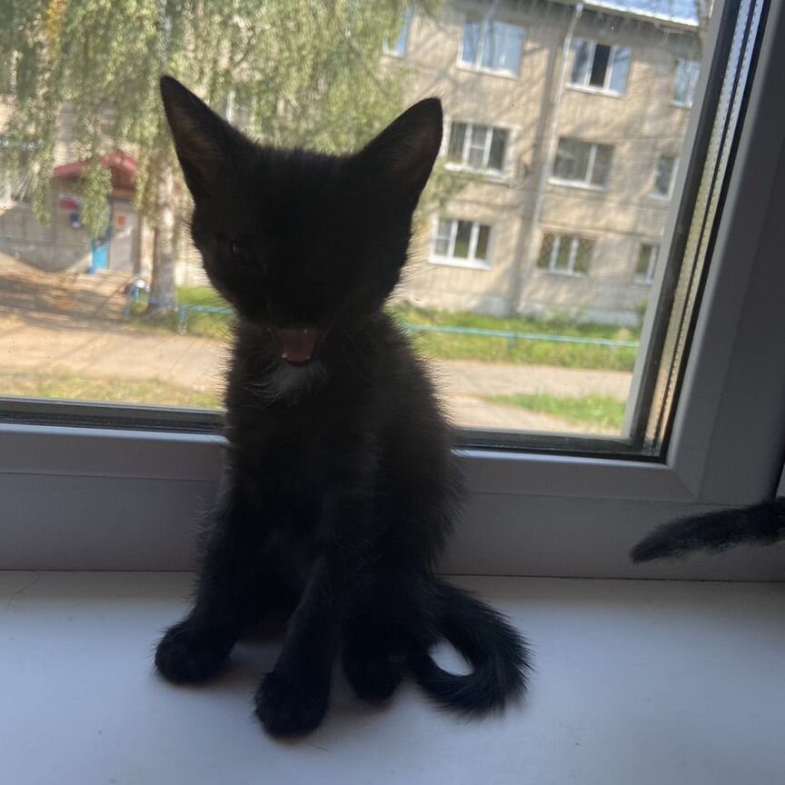 Милые пирожочки ищут дом