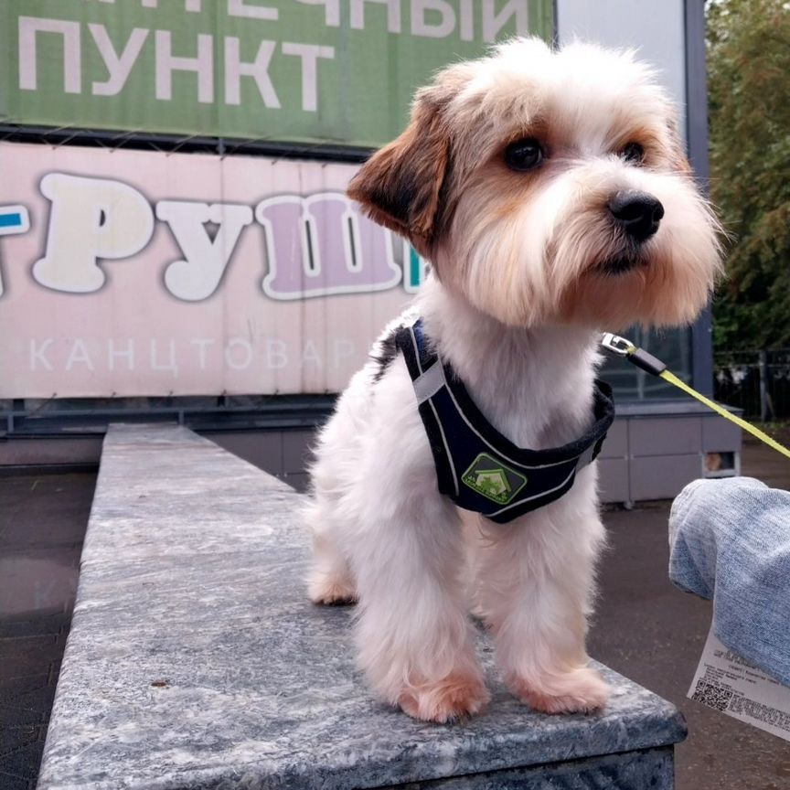 Бивер 1,5 года