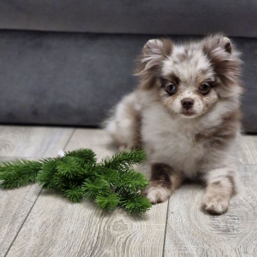 Девочки шпица