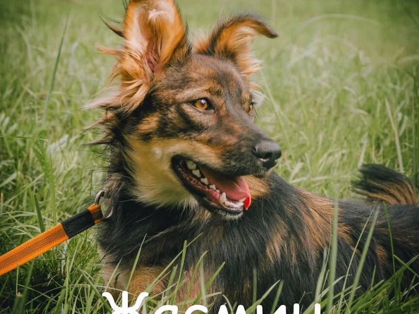 Жасмин в добрые заботливые руки