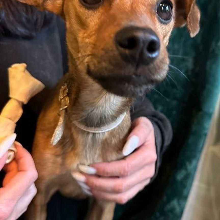 Собака бесплатно