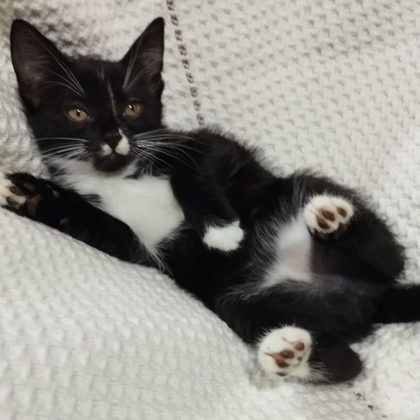 Ласковая Ириска в дар